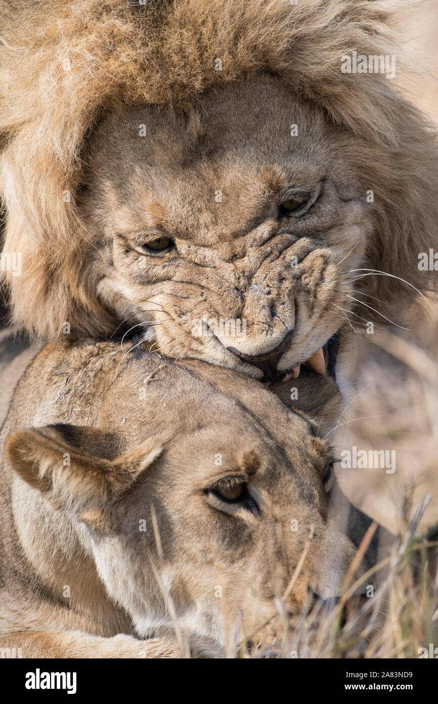 2 male lions mating hi-res stock photography and images - Alamy