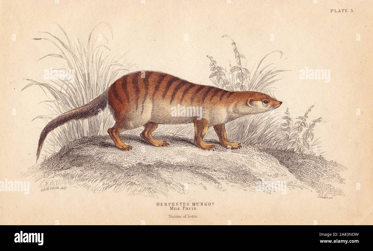 Banded mongoose, Mungos mungo (Herpestes mungo?). From a specimen in ...