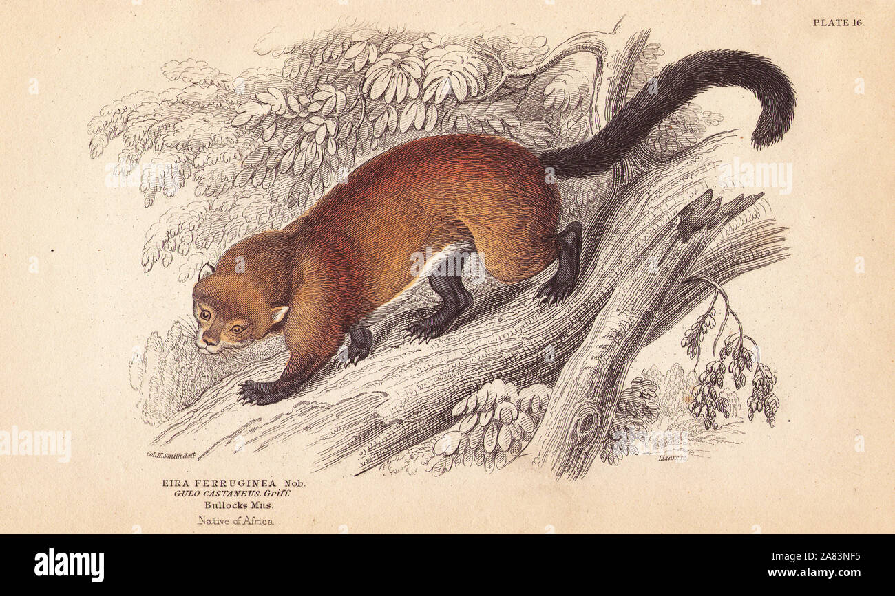 Wolverine, Gulo gulo (Ferruginous glutton, Eira ferruginea, Gulo ...