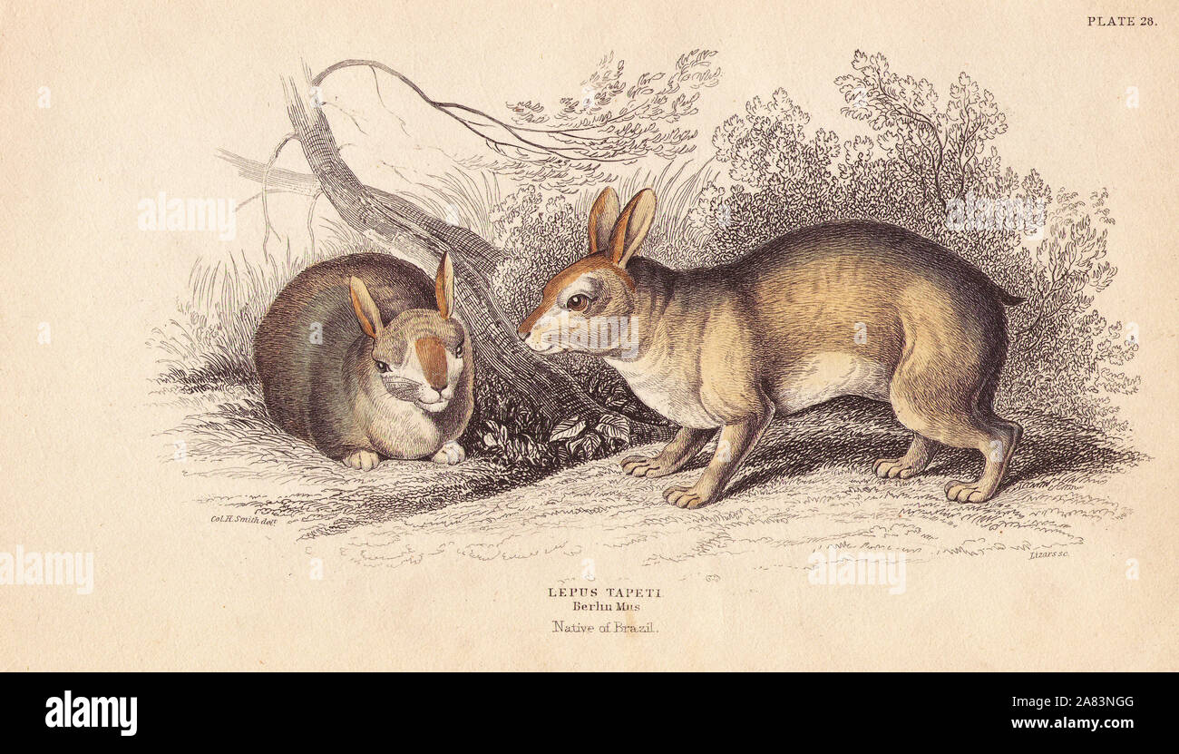 Brazilian rabbit, Sylvilagus brasiliensis (Lepus tapeti). From ...