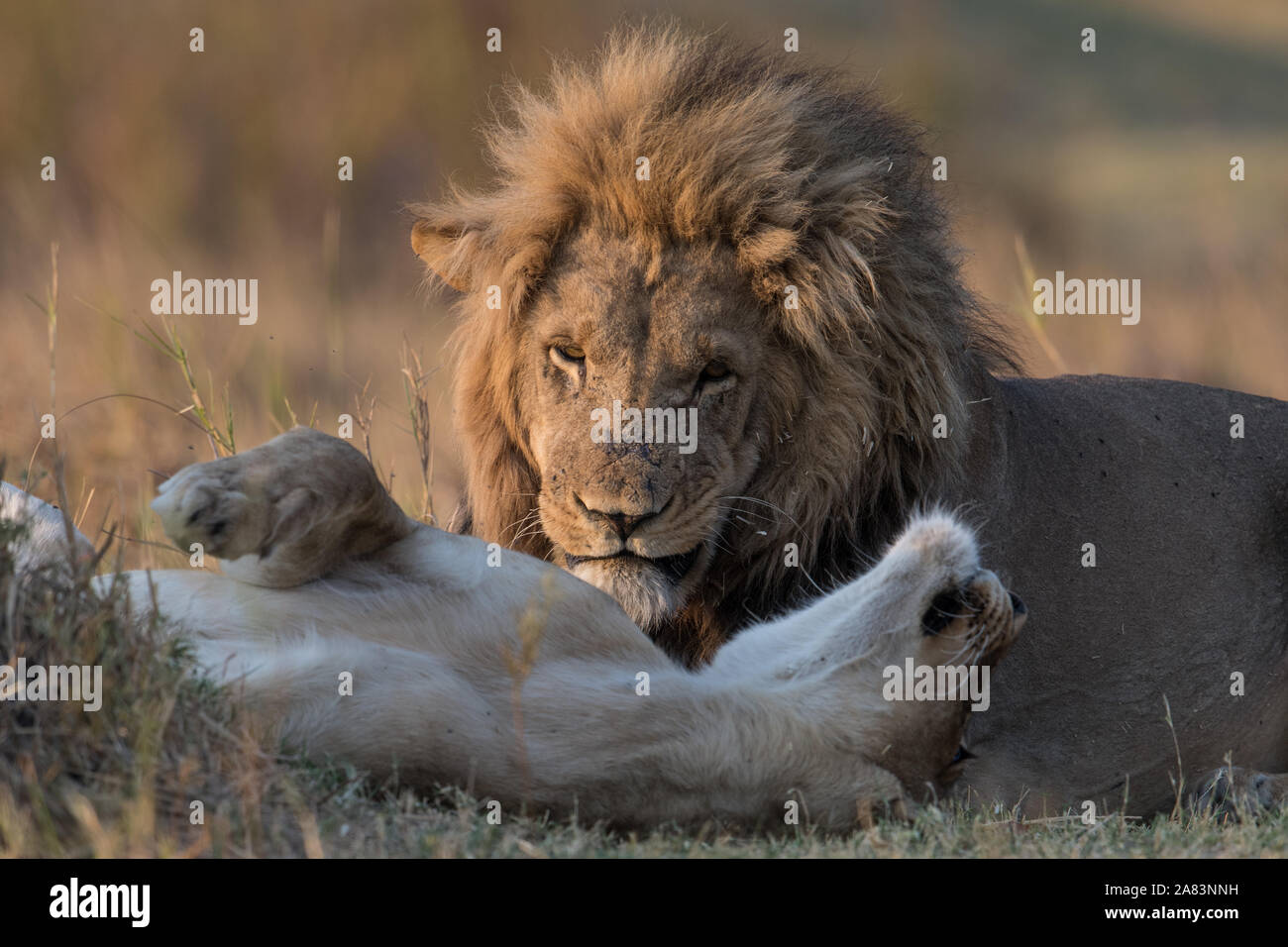 2 male lions mating hi-res stock photography and images - Alamy