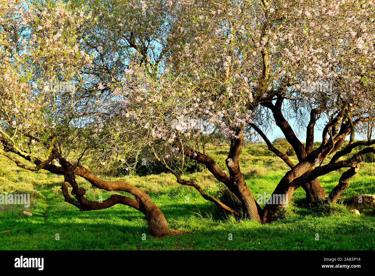 Old Almond Tree High Resolution Stock Photography and Images - Alamy