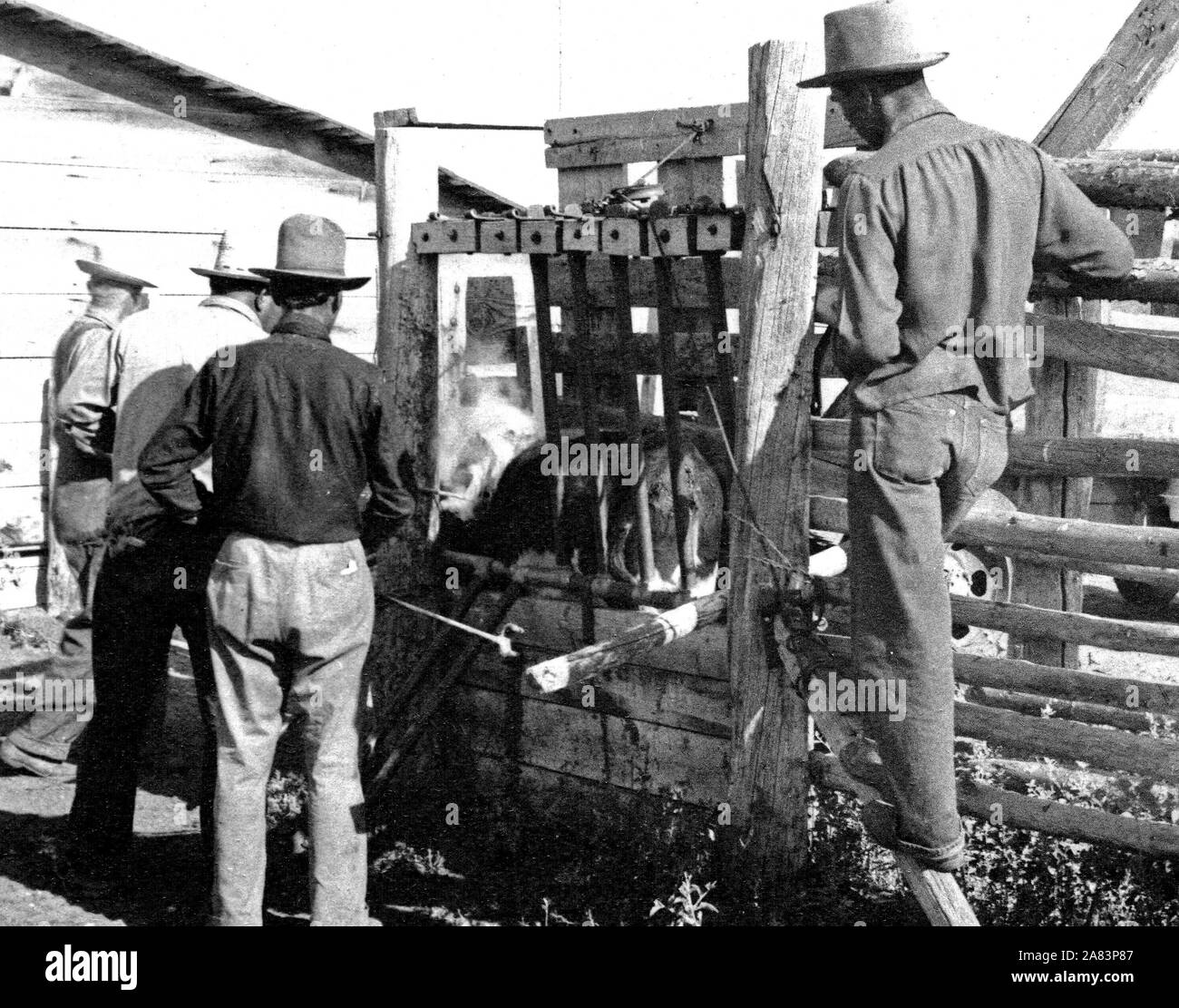 Branding cattle Black and White Stock Photos & Images - Alamy