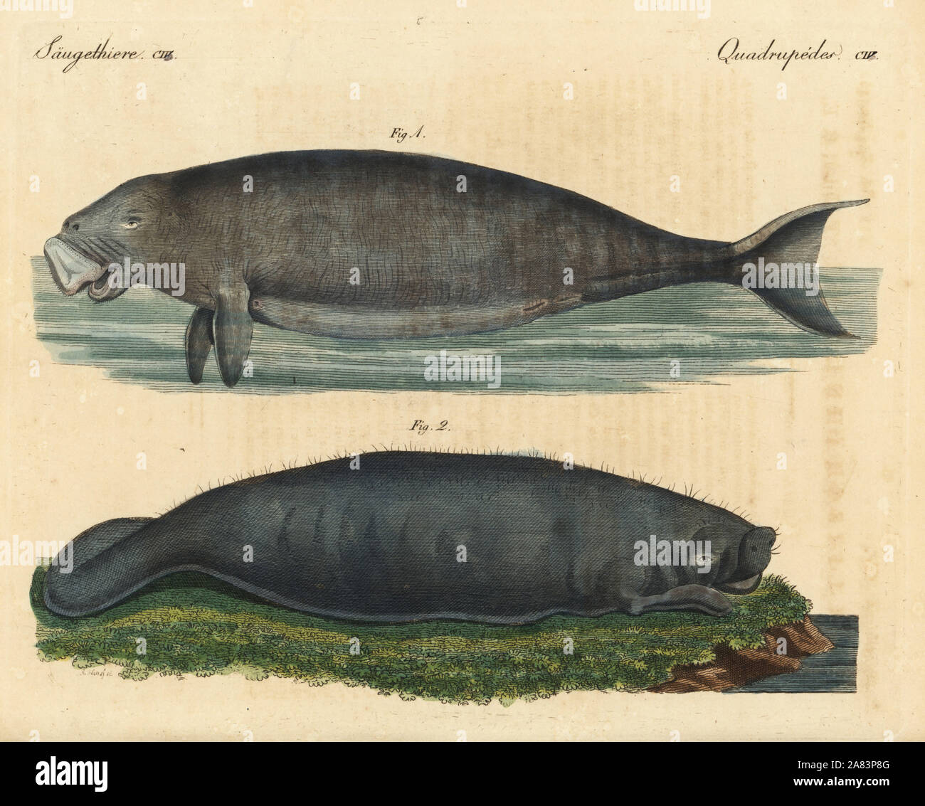 Amazonian manatee trichechus inunguis hi-res stock photography and ...