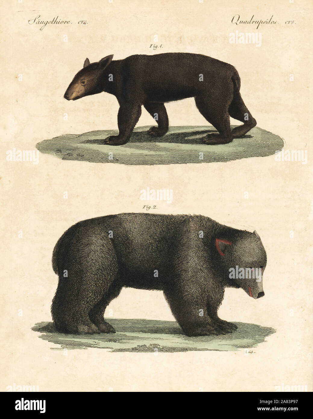 American black bear, Ursus americanus 1, and brown bear, Ursus arctos 2 ...