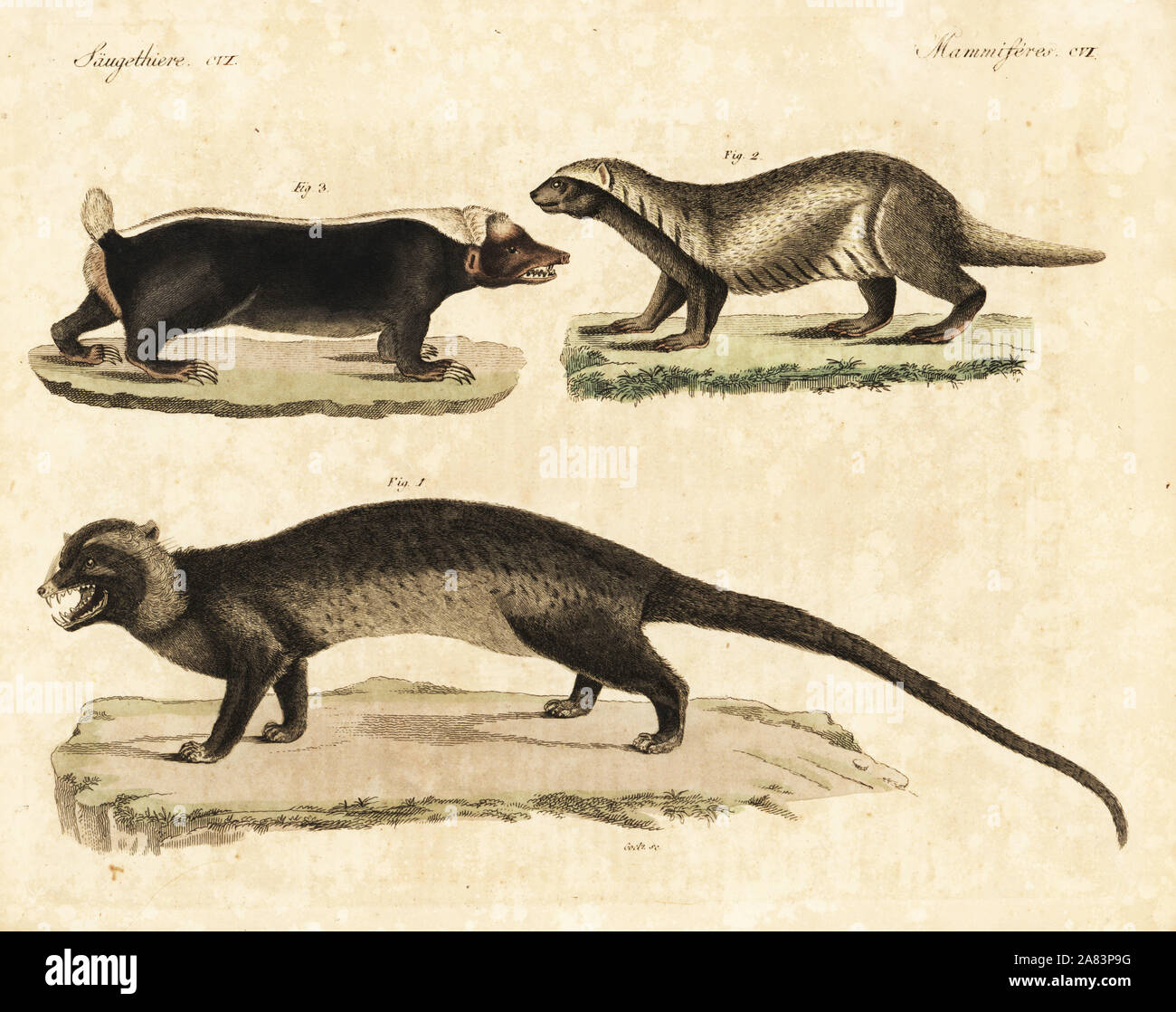 Galictis vittata hi-res stock photography and images - Alamy