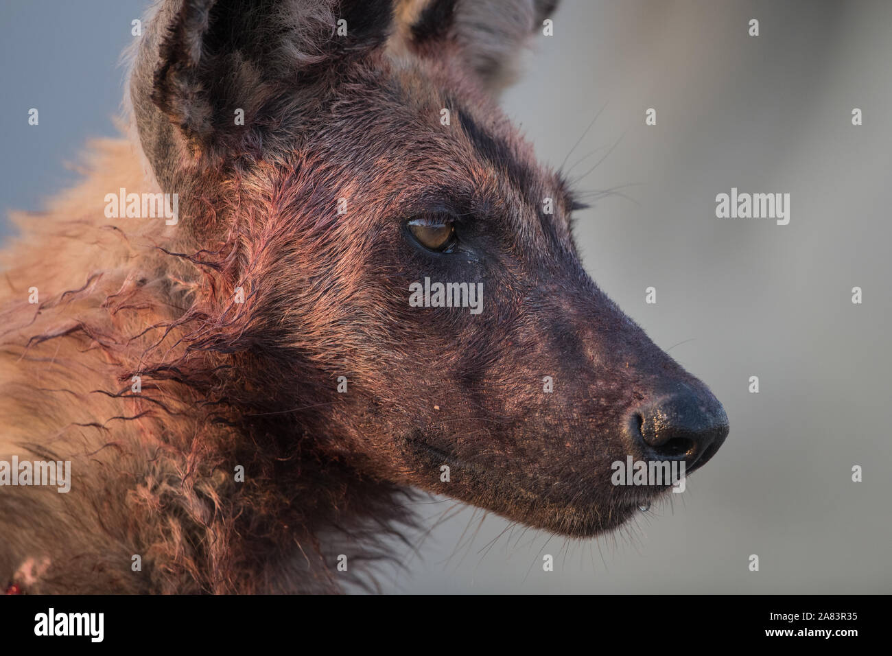 Close up of African wild dog (lycaonpictus) with bloody face and other ...