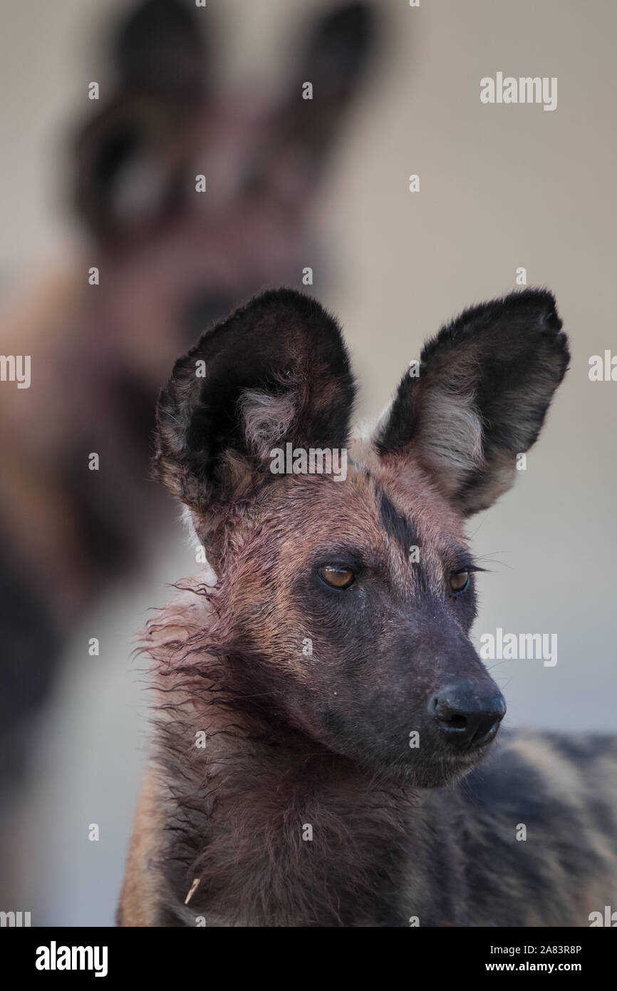 Close up of African wild dog (lycaonpictus) with bloody face and other ...