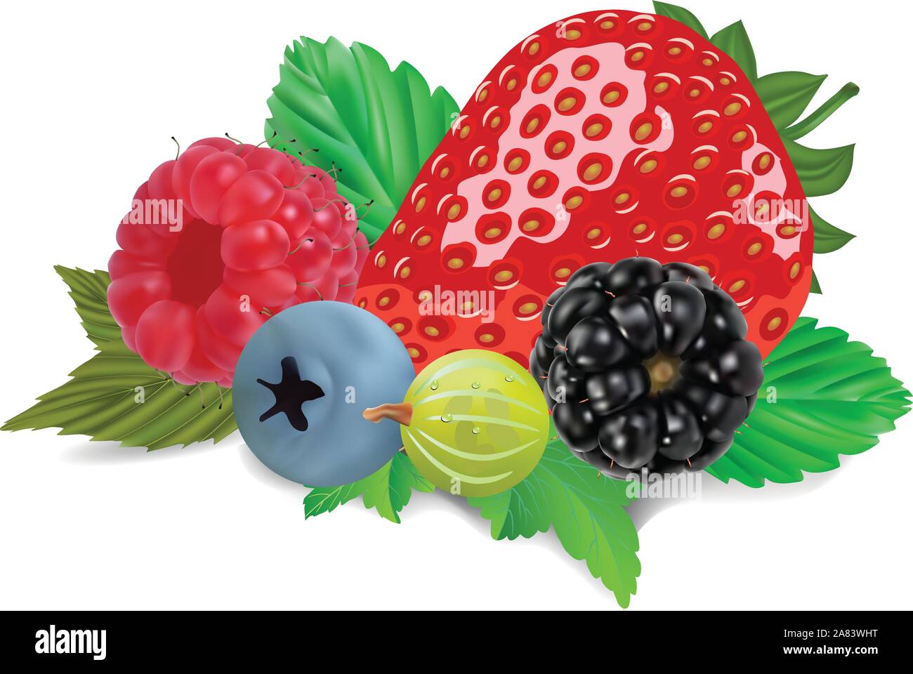 summer berries isolated on white vector illustration Stock Vector Image ...