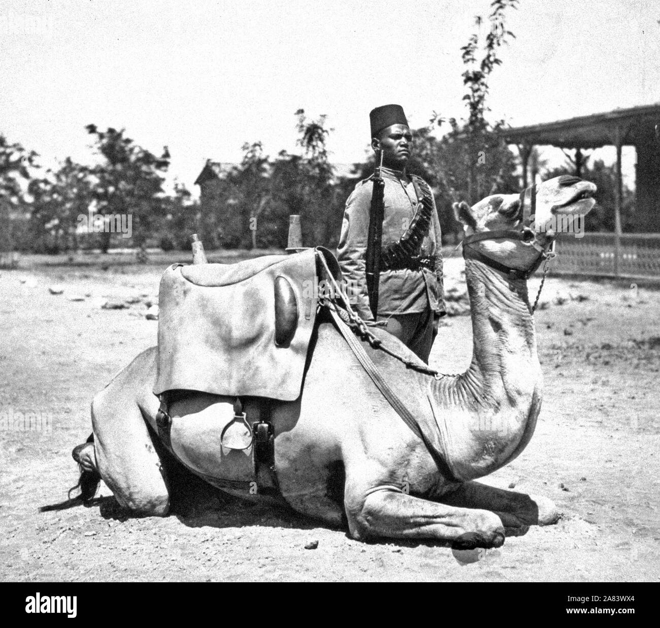 Camel soldier hi-res stock photography and images - Alamy