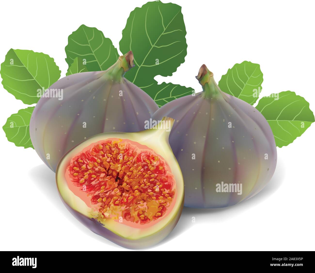 fresh figs on a white background vector Stock Vector Image & Art - Alamy