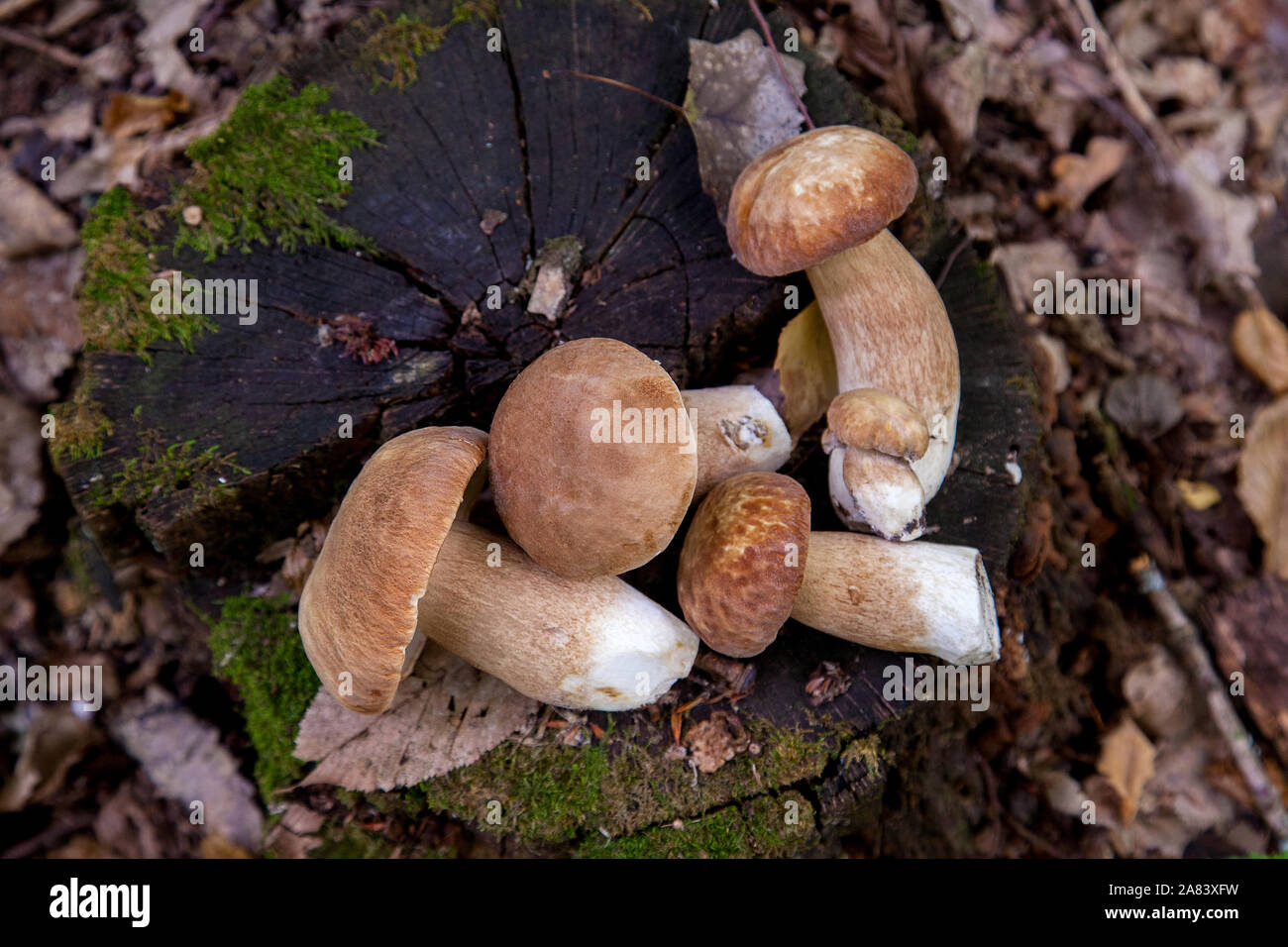 Several boletus edulis mushroom (cep, penny bun, porcino or king bolete ...