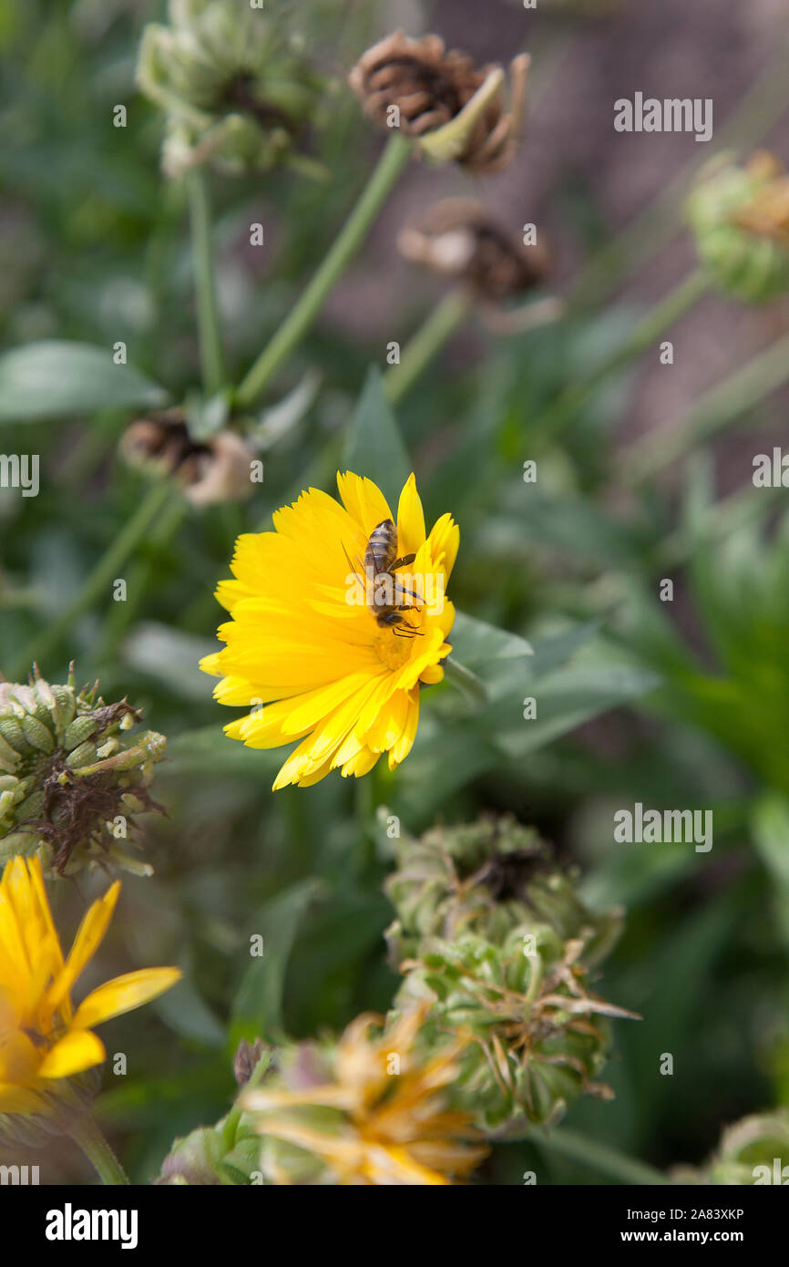 Yellow marigold flowers and small working bee on the blurred background ...