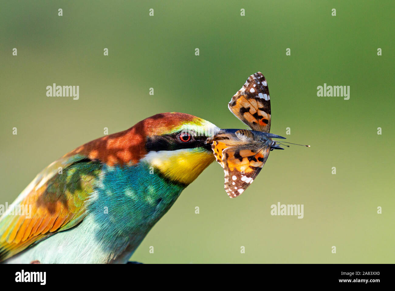 bright wild bird with a butterfly in its beak Stock Photo - Alamy