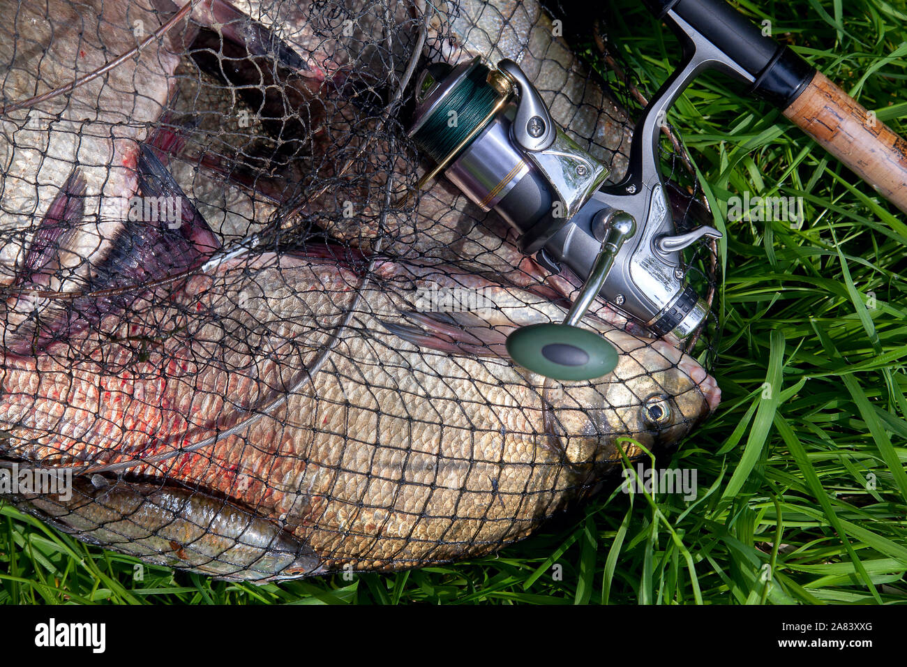 Good catch. Close up view of just taken from the water big freshwater ...