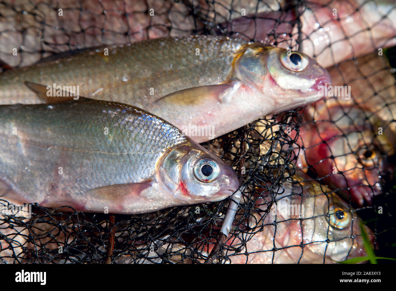 Fresh common bream abramis brama hi-res stock photography and images ...