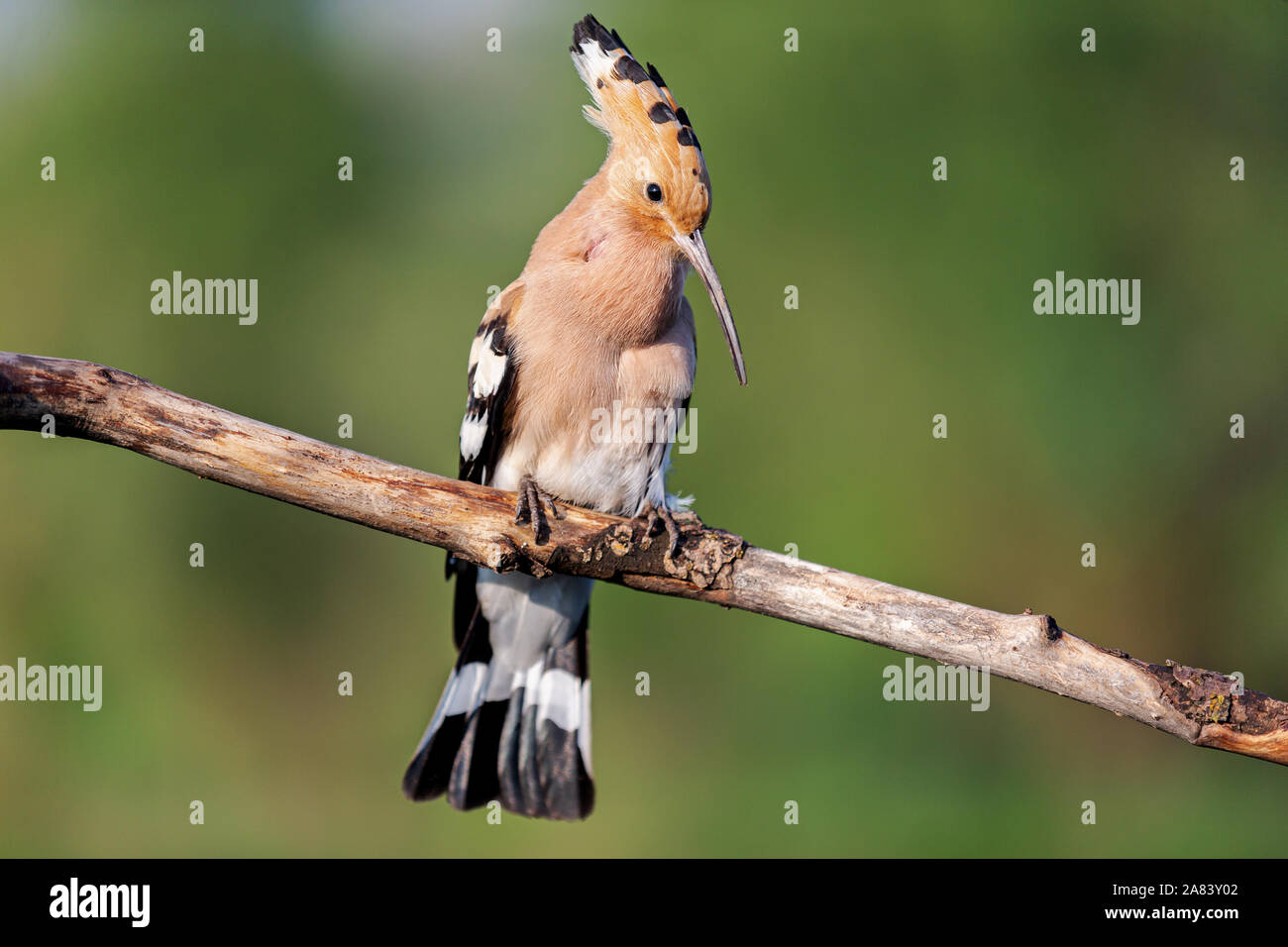 Hoopoe Bird High Resolution Stock Photography and Images - Alamy