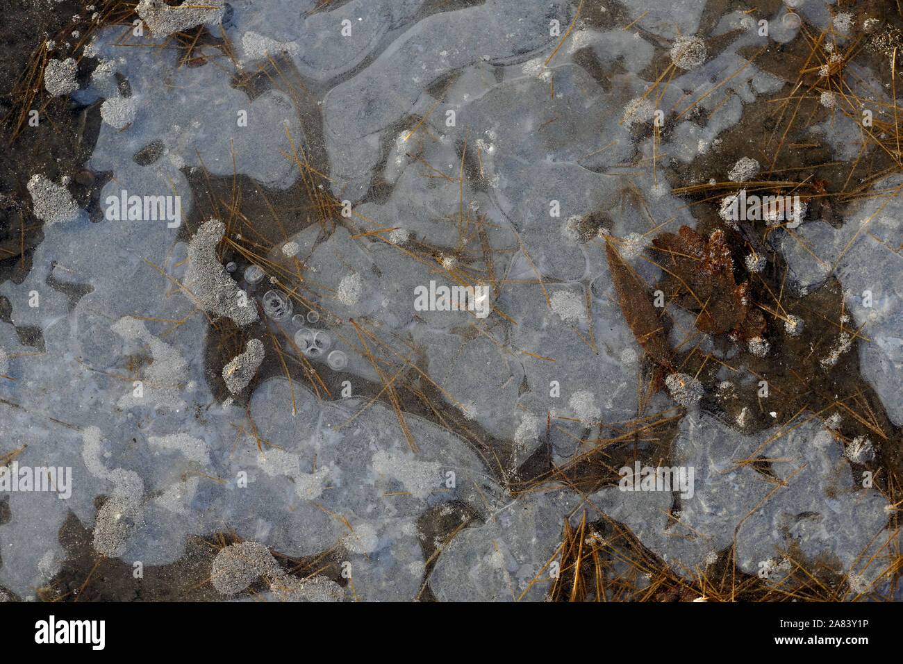 A frozen puddle with pine needles and dirt on the ground Stock Photo ...