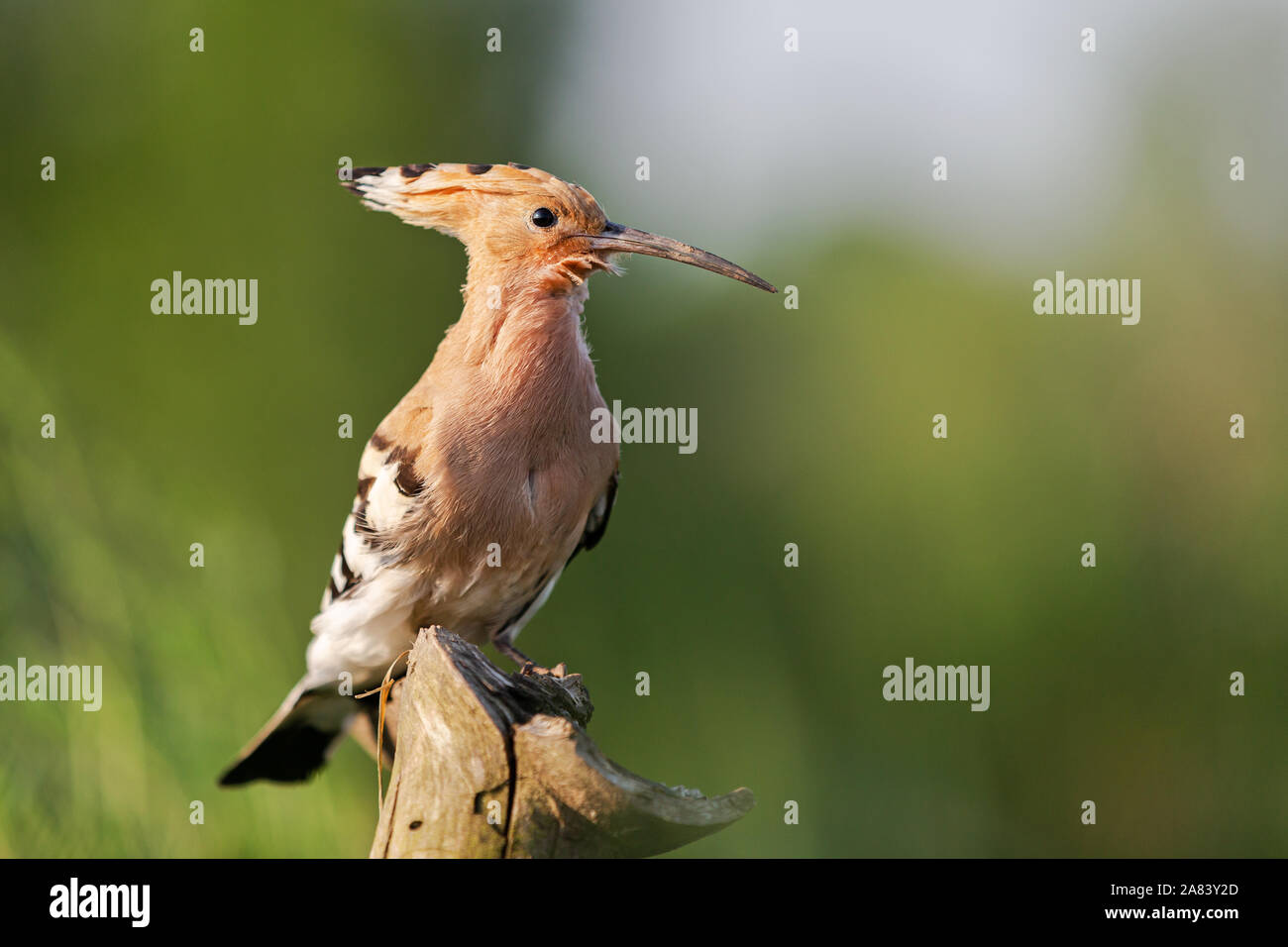 Crested bird hi-res stock photography and images - Alamy