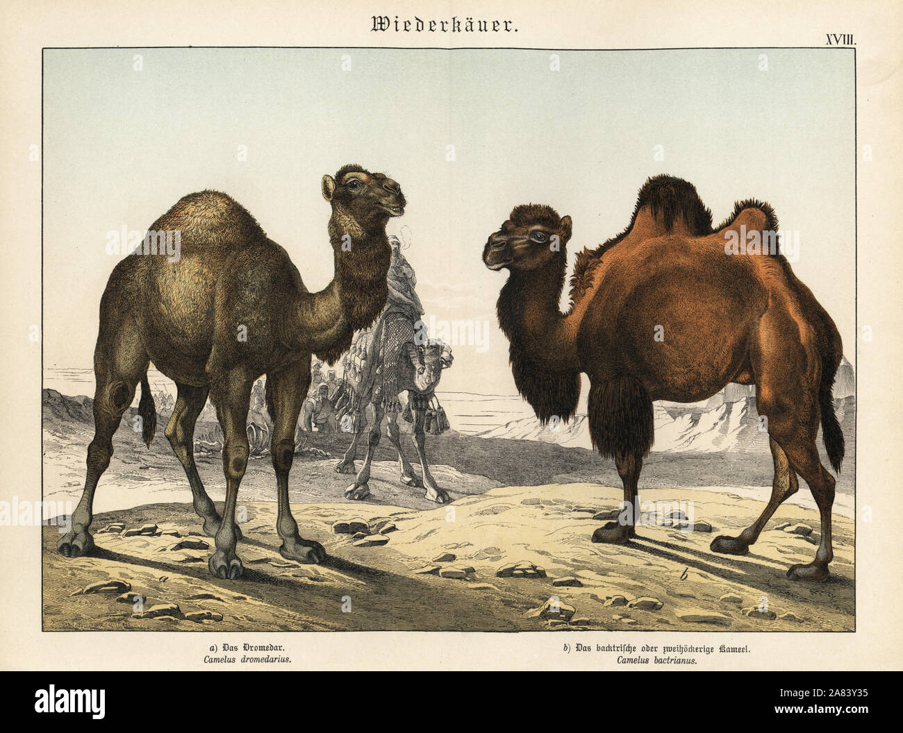 Arabian camel, Camelus dromedarius, and critically endangered Bactrian ...