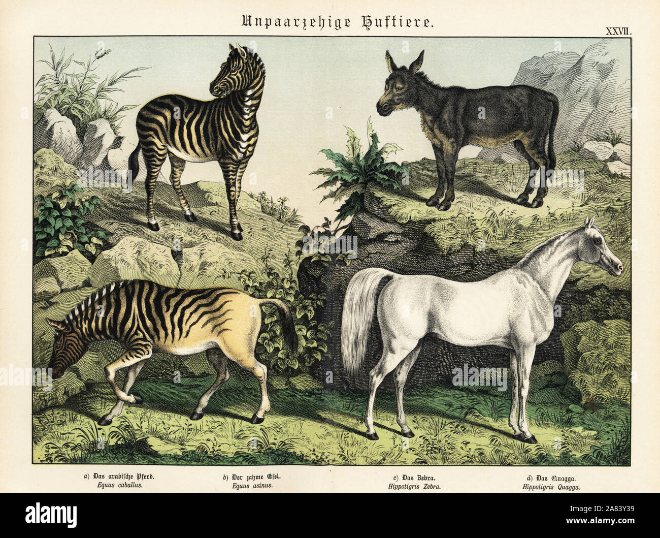 Zebra c, Equus quagga, extinct quagga d, Equus quagga quagga, donkey b ...