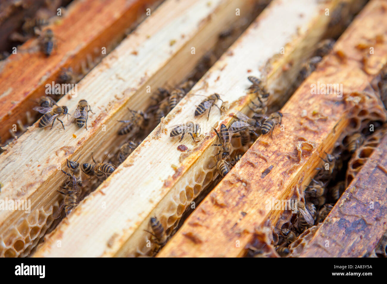 Close up view of the opened beehive body showing the frames populated ...