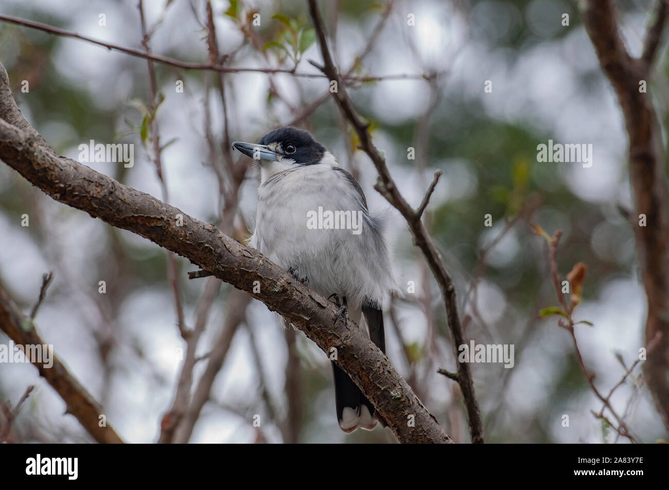 Grey Butcherbird, Cracticus torquatus, Canberra, Australia Stock Photo ...