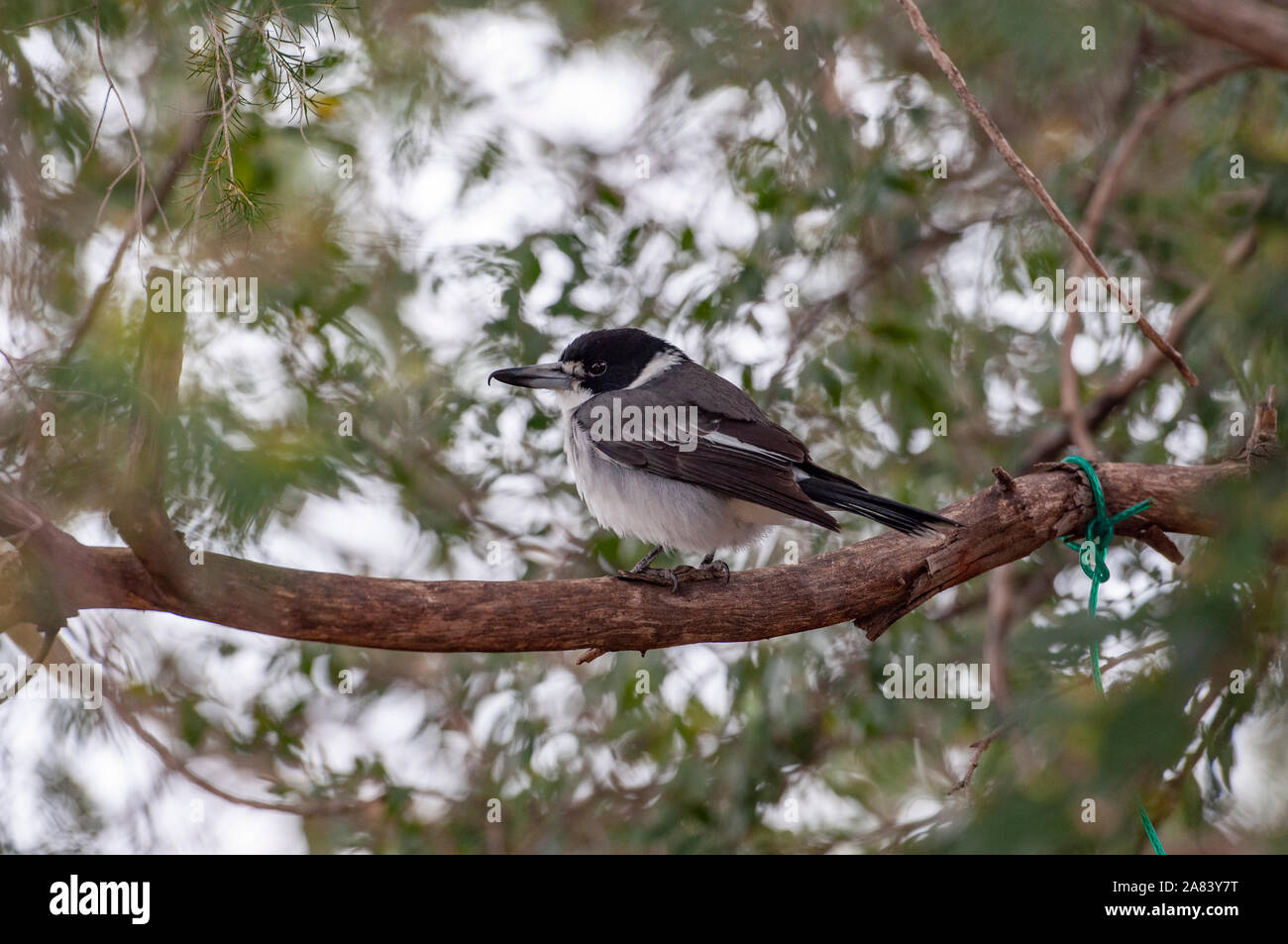 Grey Butcherbird, Cracticus torquatus, Canberra, Australia Stock Photo ...
