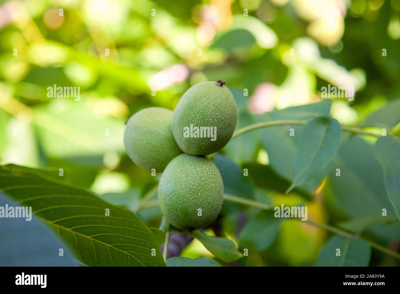 Fresh walnuts hanging on a tree in the blue background. Green walnut ...
