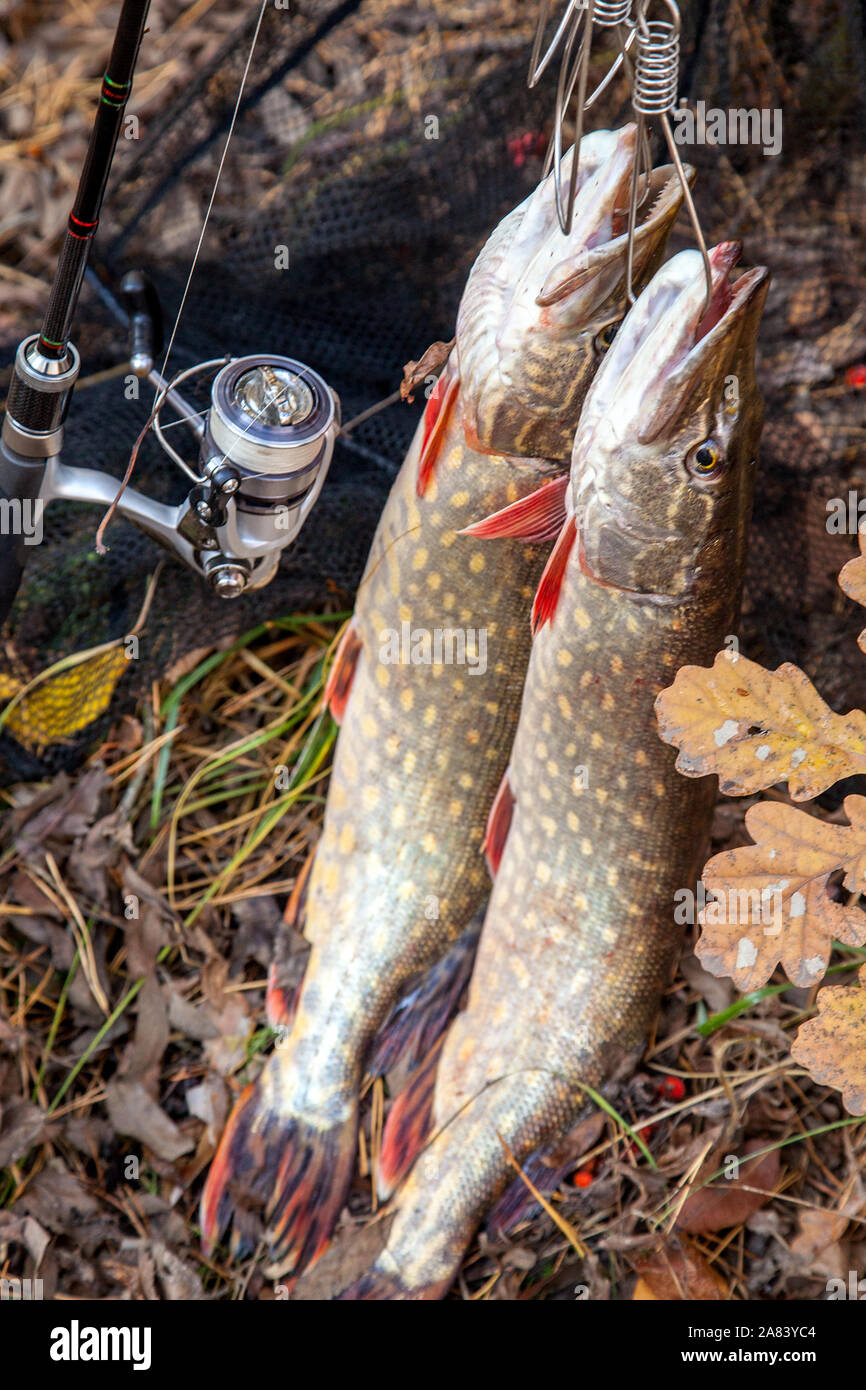 Rod stringer hi-res stock photography and images - Alamy