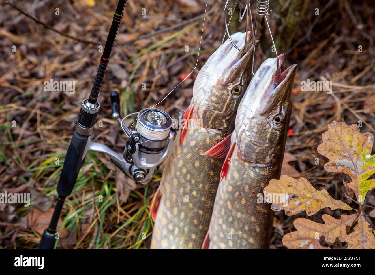 Rod stringer hi-res stock photography and images - Alamy