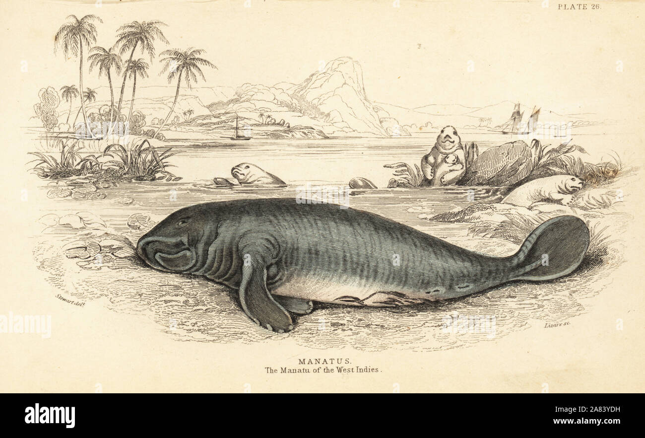 West Indian manatee, Trichechus manatus. Vulnerable. (Manatu of the ...