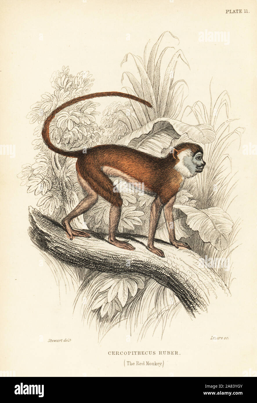 Patas monkey, Erythrocebus patas (Red monkey, Cercopithecus ruber ...