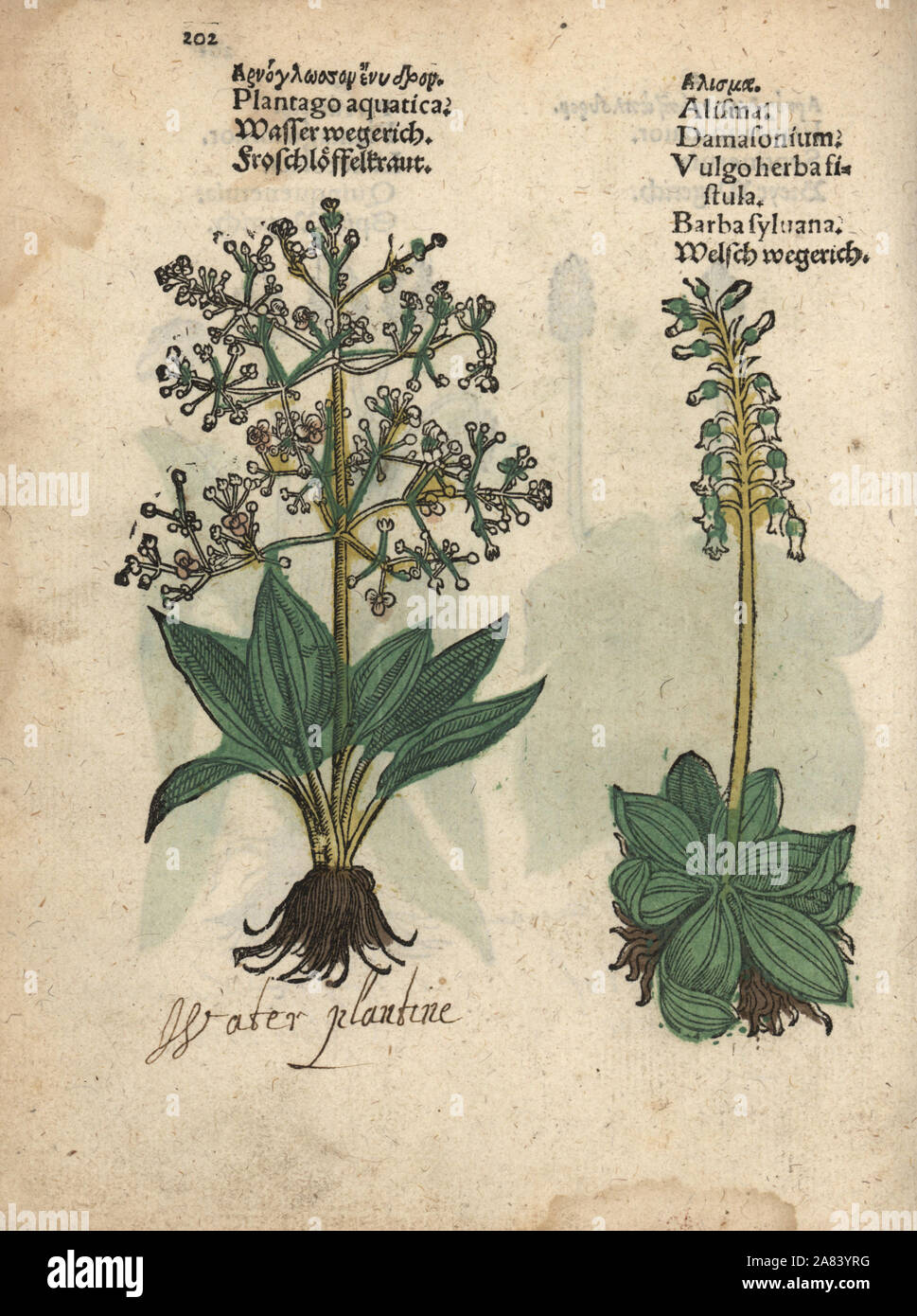 Northern water plantain, Alisma triviale and starfruit, Damasonium ...