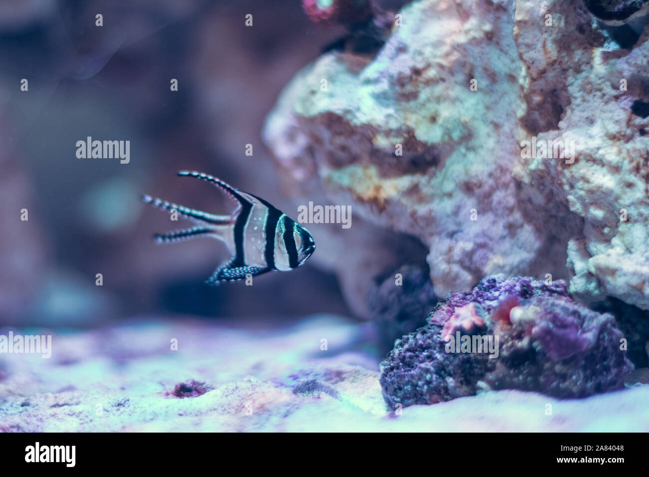Striped tropical fish hi-res stock photography and images - Alamy