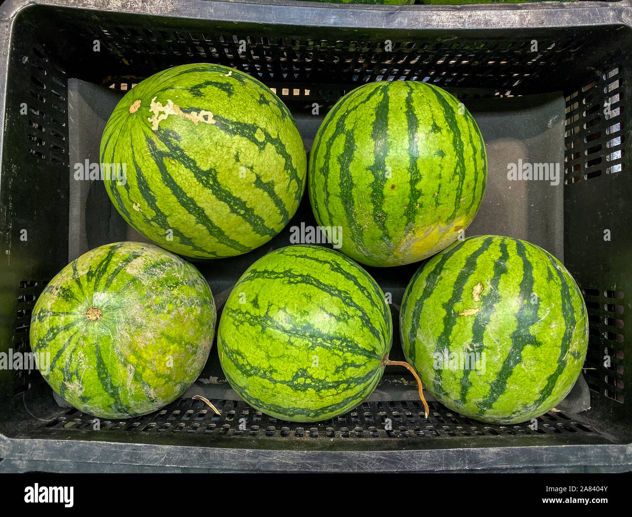Five fresh watermelons in the basket for sale at marketplace Stock ...