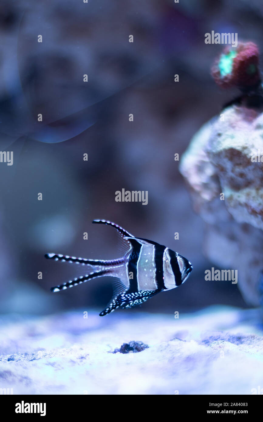 Striped tropical fish hi-res stock photography and images - Alamy