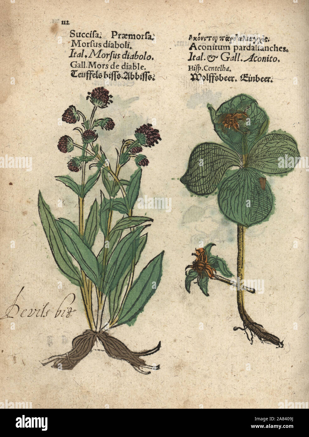 Morsus diaboli succisa hi-res stock photography and images - Alamy