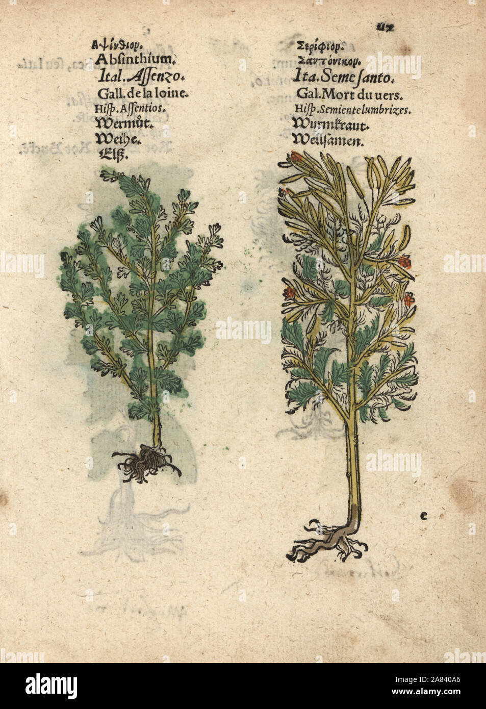 Wormwood or absinthe, Artemisia absinthium, and santonica or Levant ...