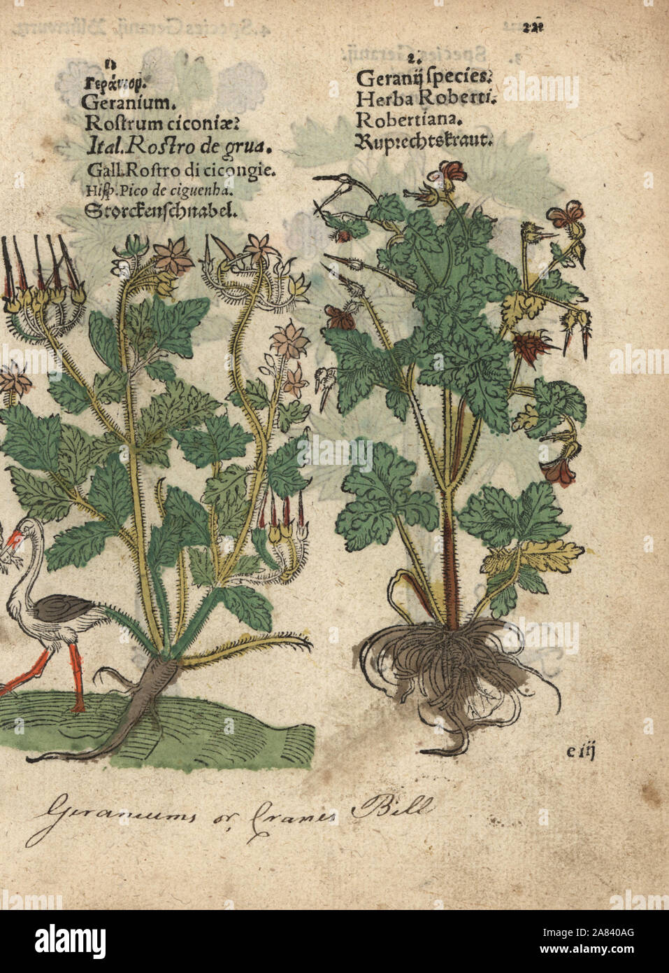 Geranium robertianum botanical illustration hi-res stock photography ...