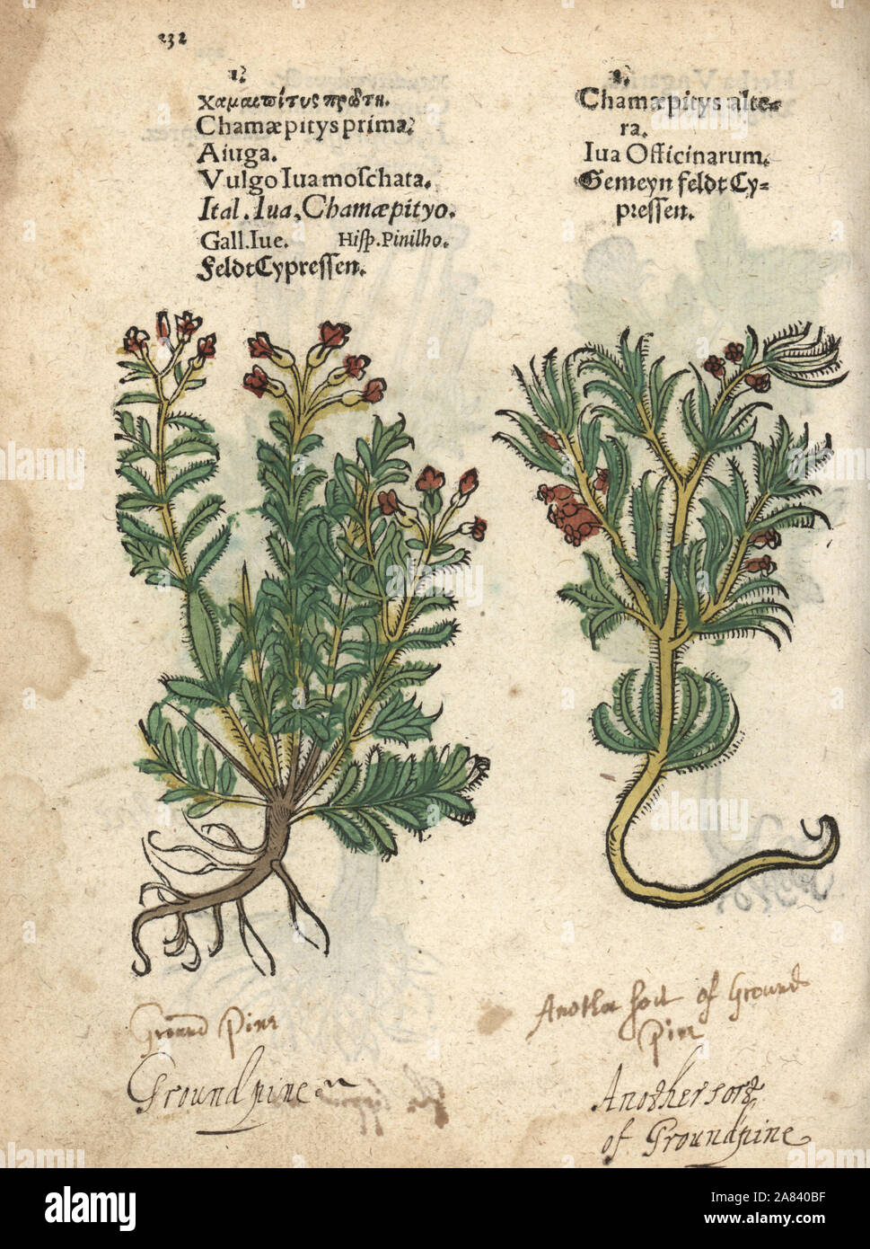 Pine species hi-res stock photography and images - Alamy