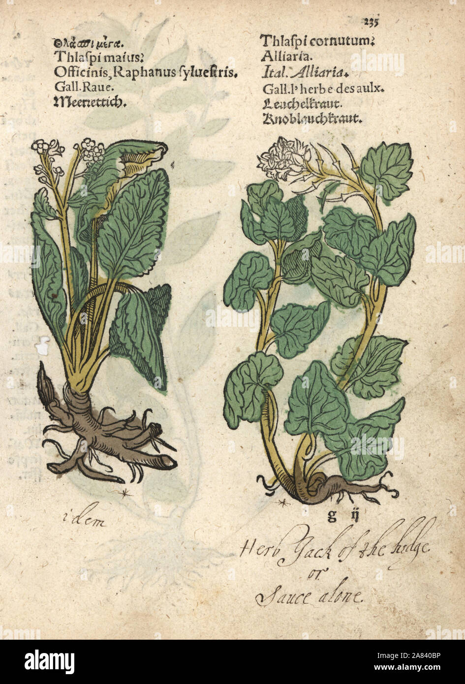 Botanical illustration of radish hi-res stock photography and images ...