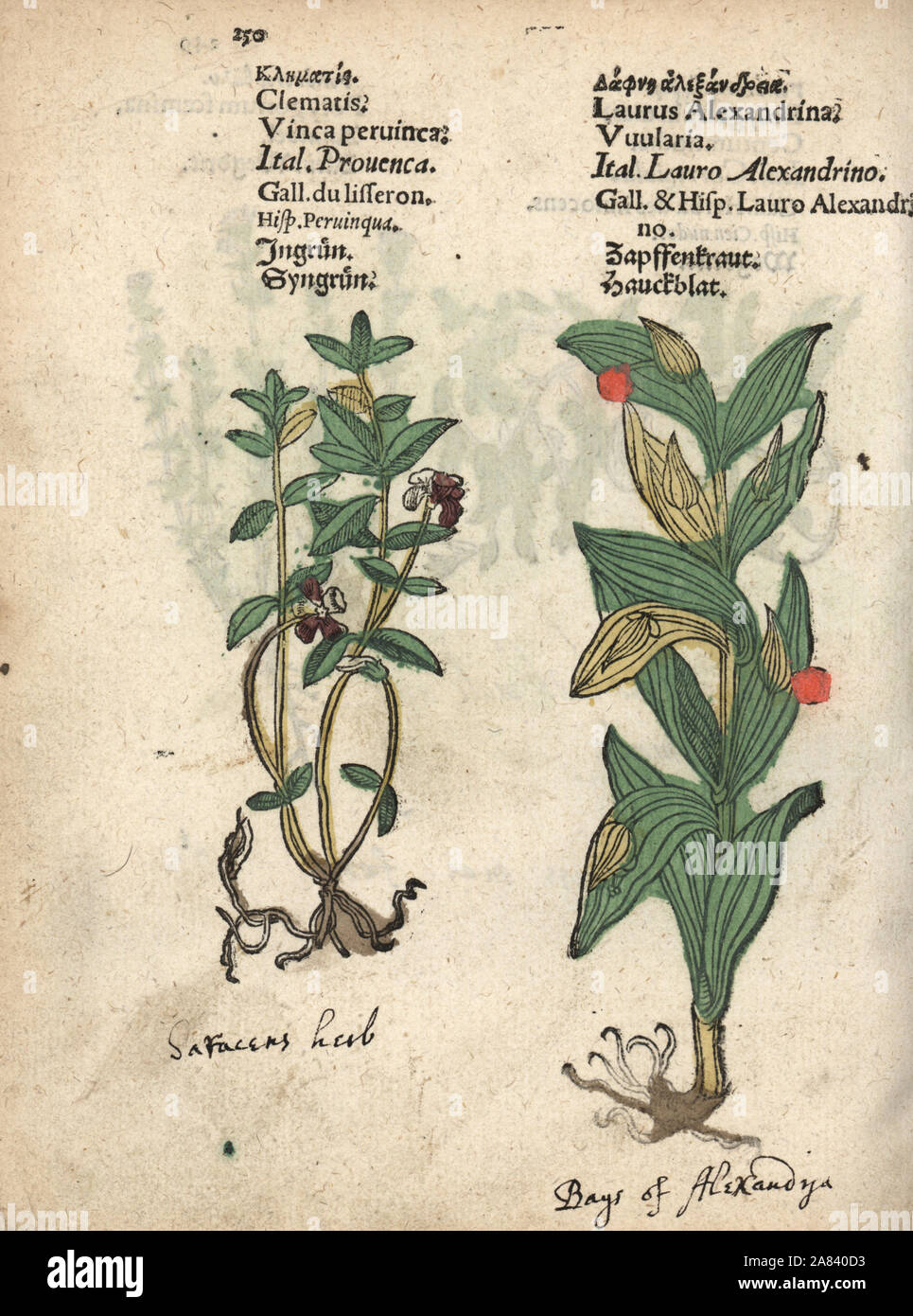 Lesser periwinkle, Vinca minor, and Alexander's laurel, Ruscus ...