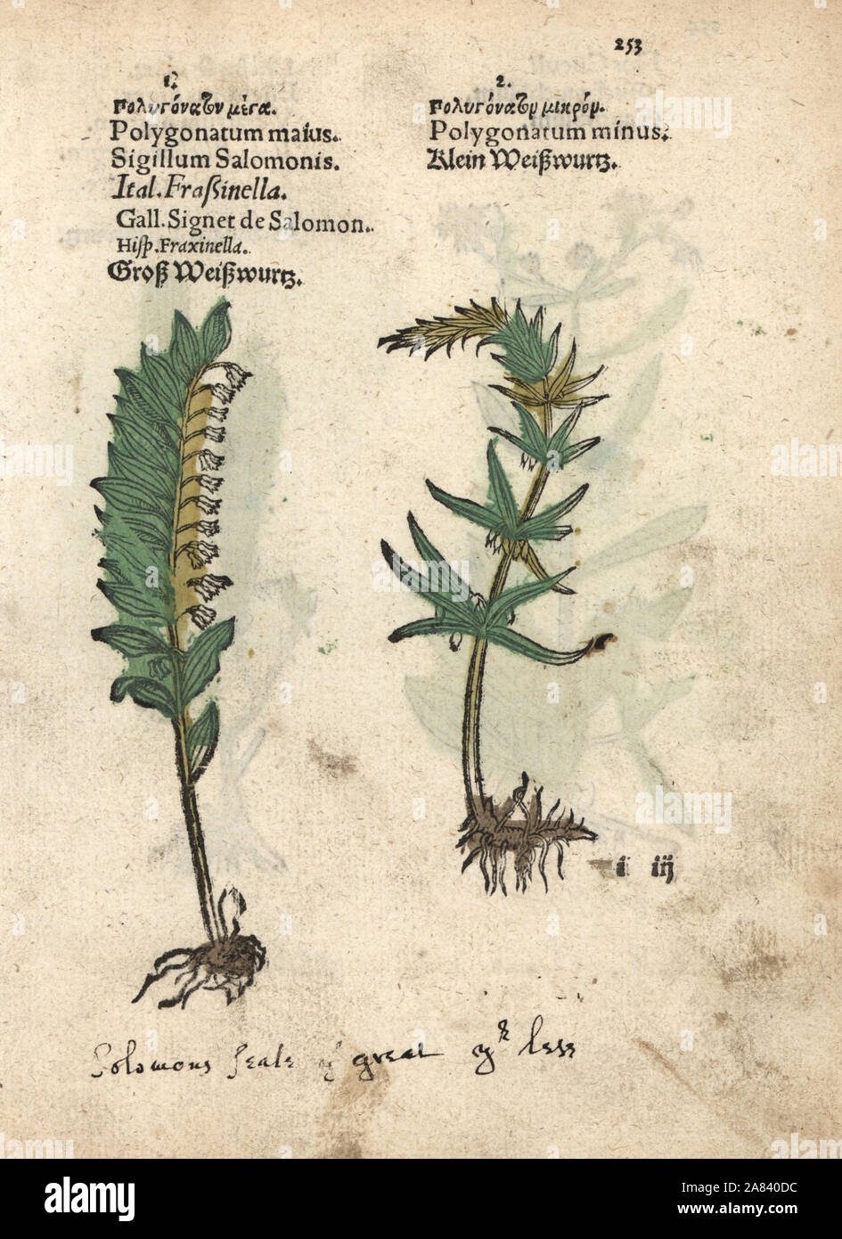 Solomons seal polygonatum humile hi-res stock photography and images ...