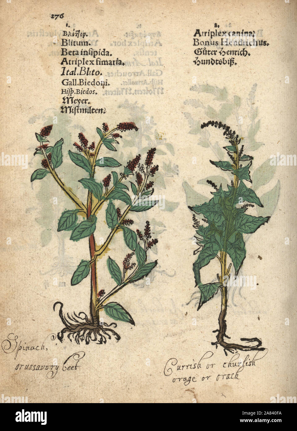 Blitum bonus henricus botanical illustration hi-res stock photography ...