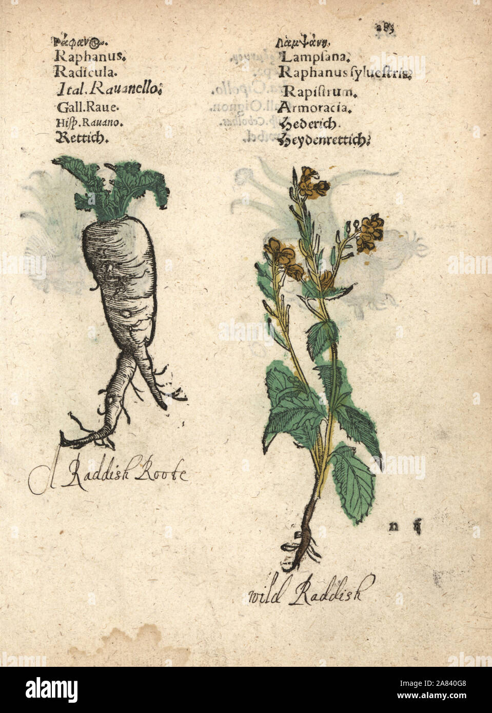Radish Botanical Illustration