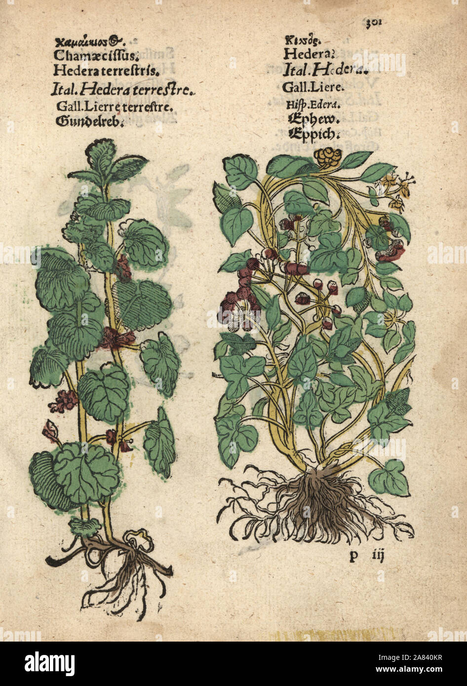 Ivy illustration hi-res stock photography and images - Alamy