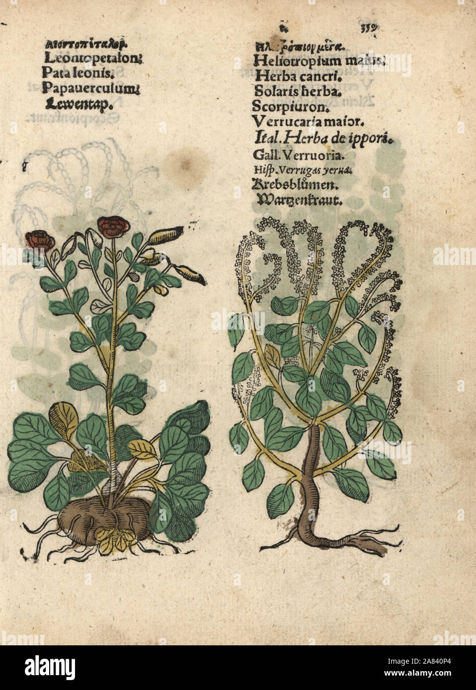 Leontice leontopetalum and European heliotrope, Heliotropium europaeum ...