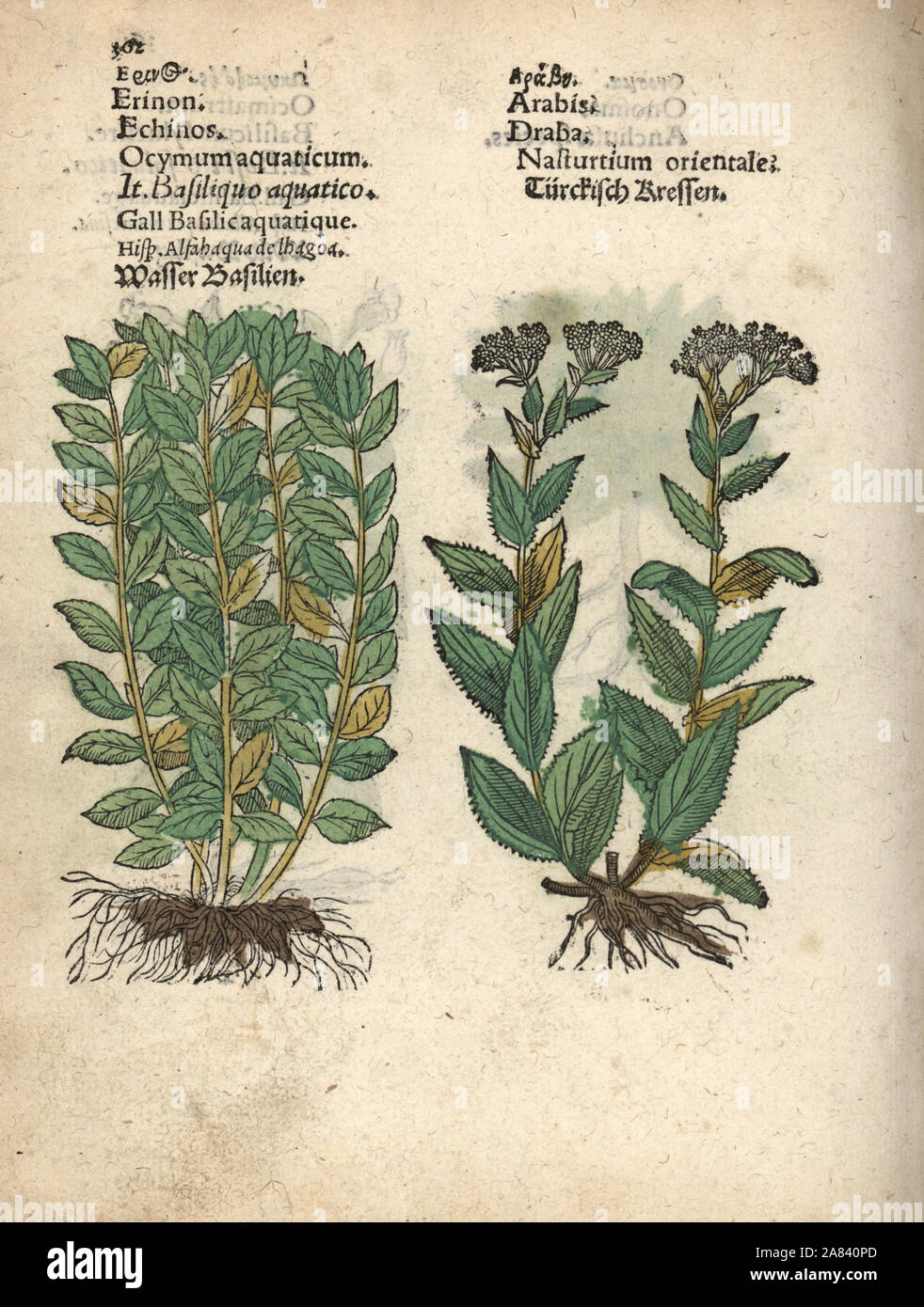 Basil, Ocimum basilicum, and whitetop or hoary cress, Lepidium draba ...