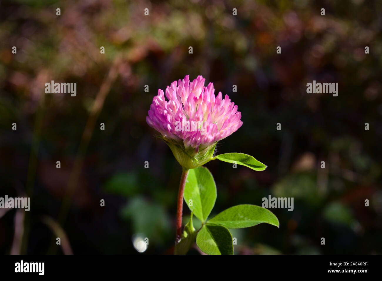 Alamy flower photo hi-res stock photography and images - Alamy